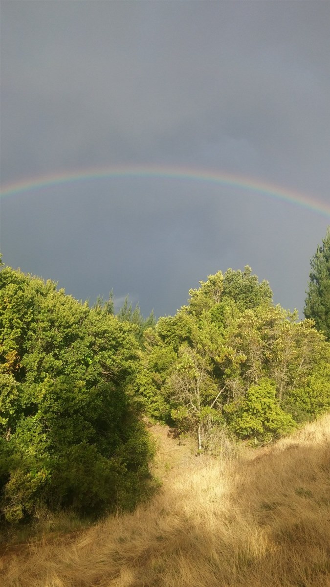 Parcela o Chacra en Venta en Yumbel | R76868800-1L0-114050662 | Emol Propiedades