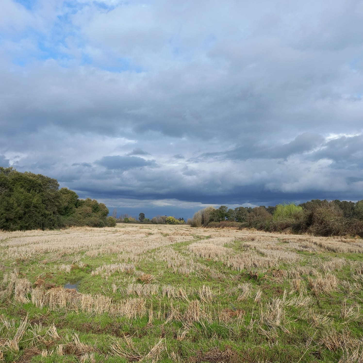 Parcela o Chacra en Venta en Longaví | 48555695 | Emol Propiedades